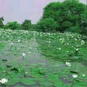 Batha : Découvrez le Trésor Écologique du Lac Fitri au Cœur du Tchad ...